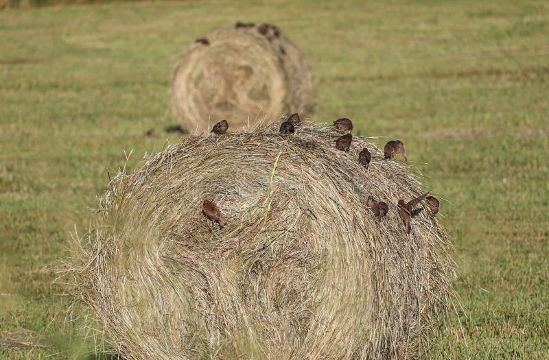 Birds Perched on the Hay Bale in the Field Stock Image - Image of ...