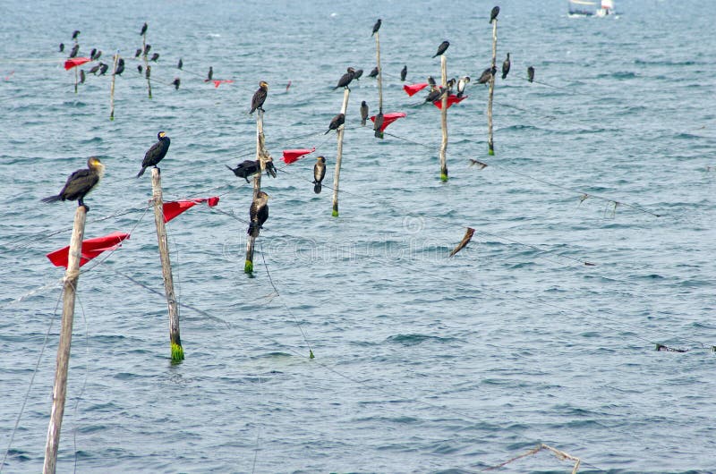 Birds Perched on Nets into the Sea Stock Image - Image of relaxing ...