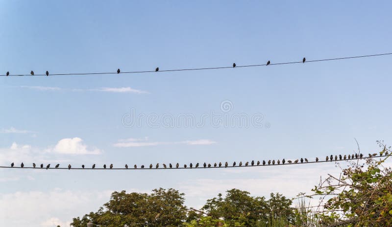 Birds Perched on a Power Line in Victoria in British Columbia Stock ...