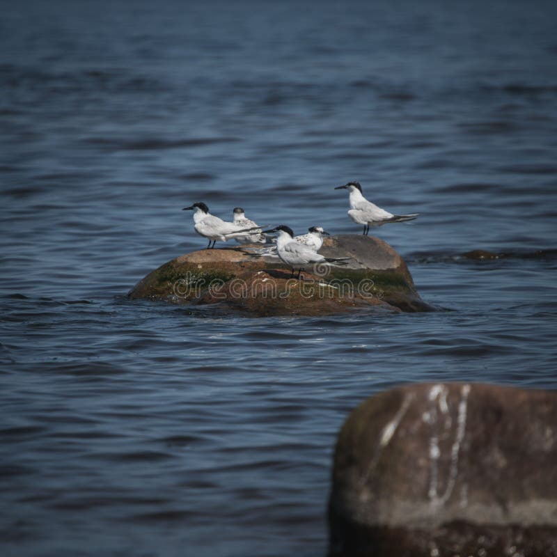 Birds Perched on a Rock by the Beach Stock Photo - Image of bill, beach ...