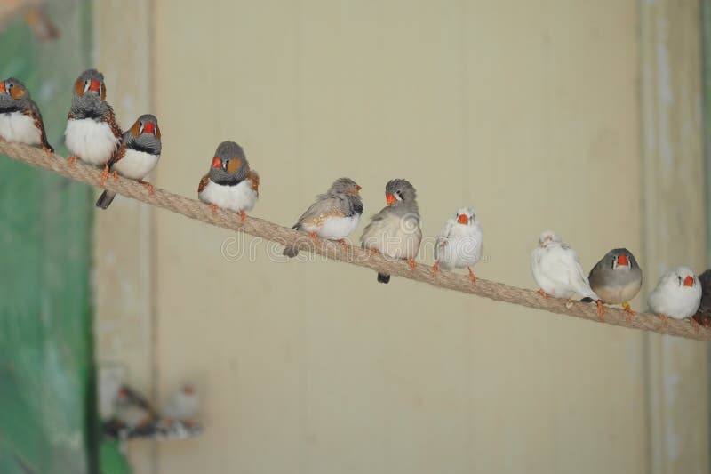 Birds Perched on a Rope in a Lively Indoor Setting Stock Photo - Image of feathers ...