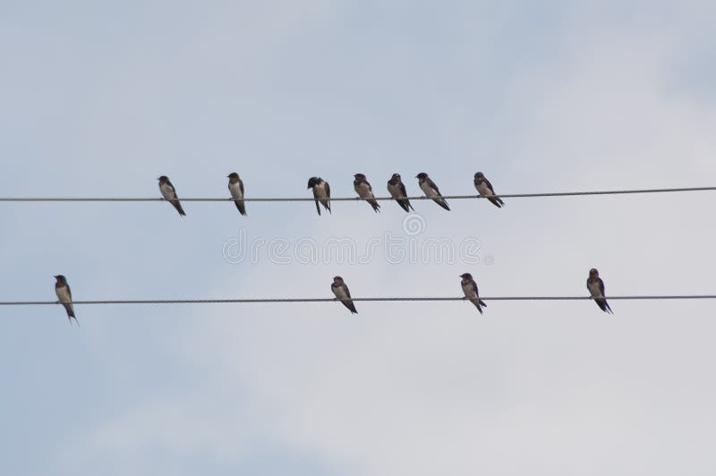 Birds on a wire stock image. Image of birds, perched - 202634847