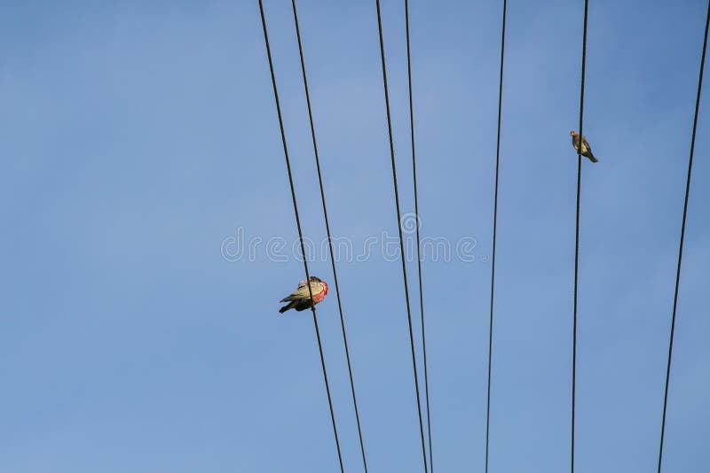 Birds Perching on Electrical Wires. Copy Space Stock Image - Image of ...