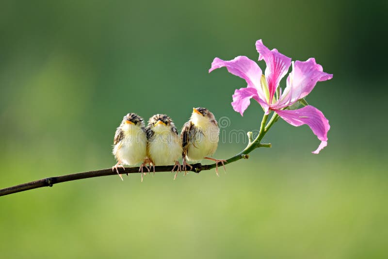 Birds are Perching on Plant Stalks Stock Image - Image of flower ...
