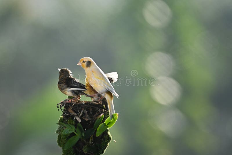 Birds are Perching on Plant Stalks Stock Photo - Image of ...