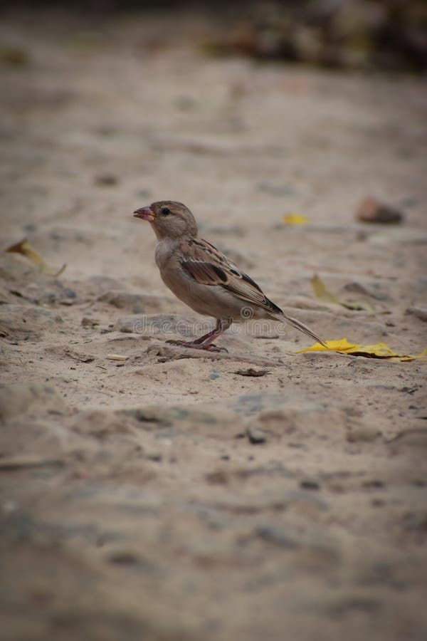 Birds are Picking Grains Osm Bird Stock Photo - Image of picking, birds ...