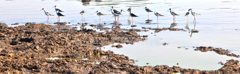 Birds picking for insects stock image. Image of livestock - 58544521