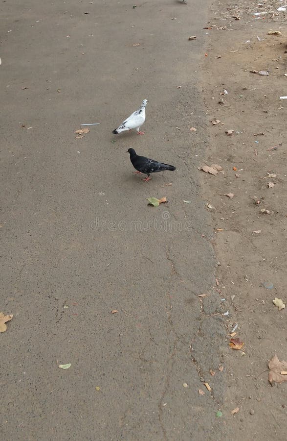 Inseparable stock photo. Image of feather, isolate, african - 149321258