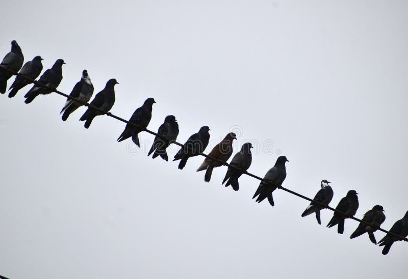 Birds Pigeons Sit in a Row on a Wire. Stock Photo - Image of wildlife ...