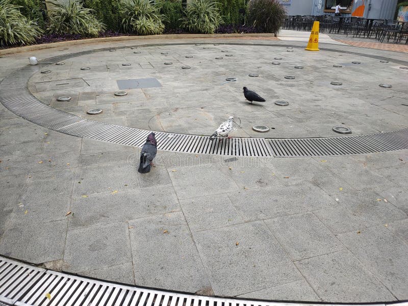 Pigeons in the Fountain Park Stock Image - Image of dove, park: 308688201