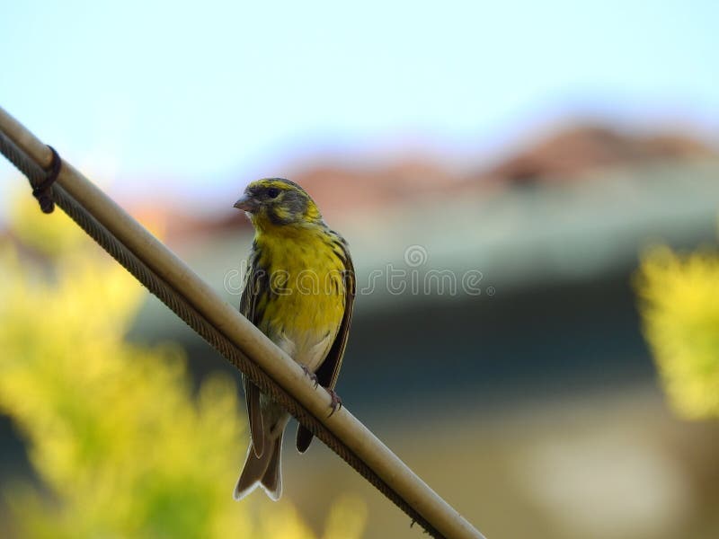 Short Conical Beak Stock Photos - Free & Royalty-Free Stock Photos from ...