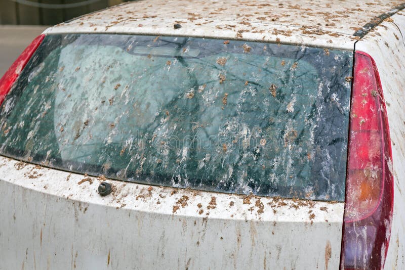 Birds Poop Vehicle stock photo. Image of animal, parking - 204215826