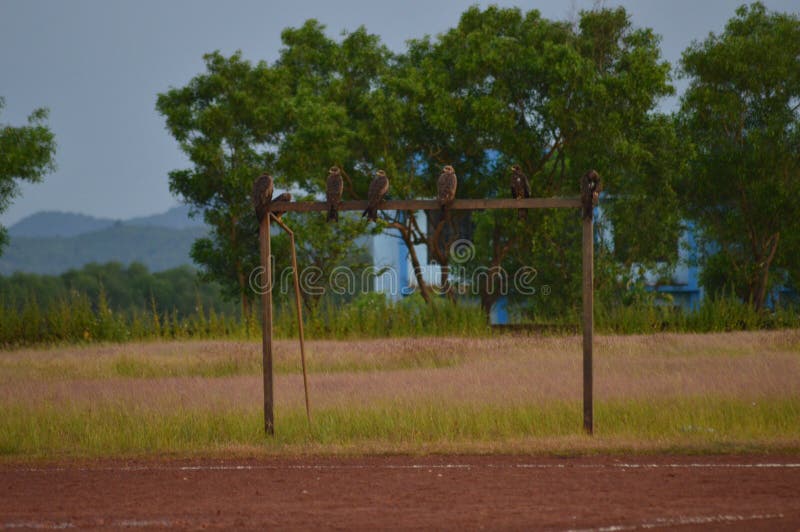 Birds on Top of the Post Fence Stock Image - Image of post, green ...