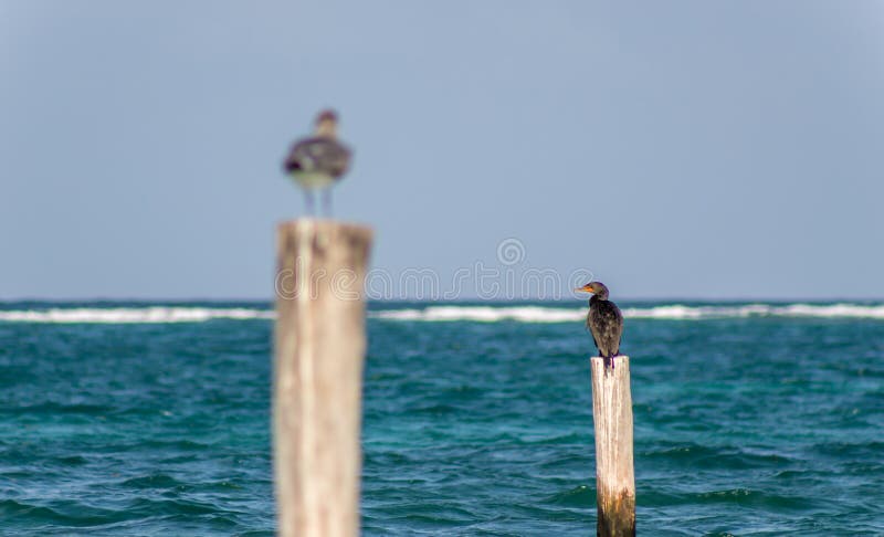 Birds on Top of the Post Fence Stock Image - Image of post, green ...