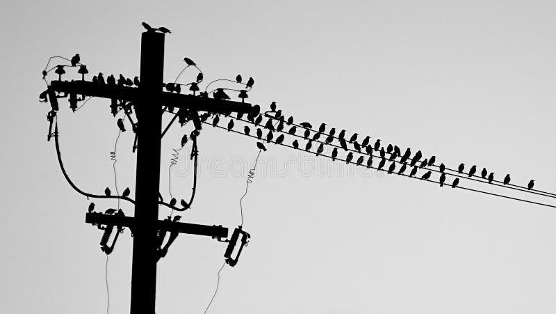 The birds stock photo. Image of filled, pole, power, line - 61832976