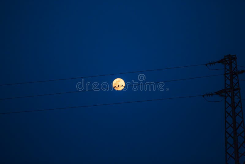 Birds on a Power Line, Profiled Against Sky and Rising Full Moon Stock ...