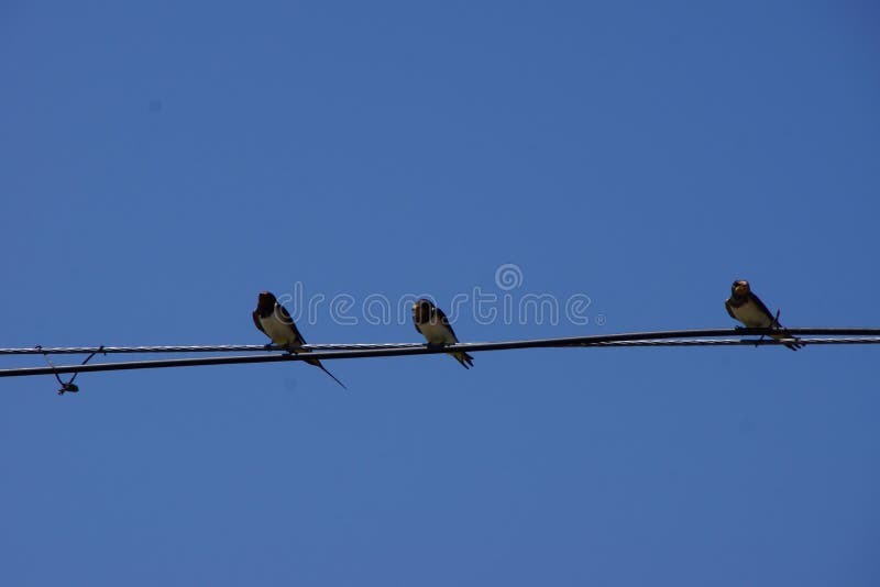 Birds on Power-line stock photo. Image of sunny, small - 202479172