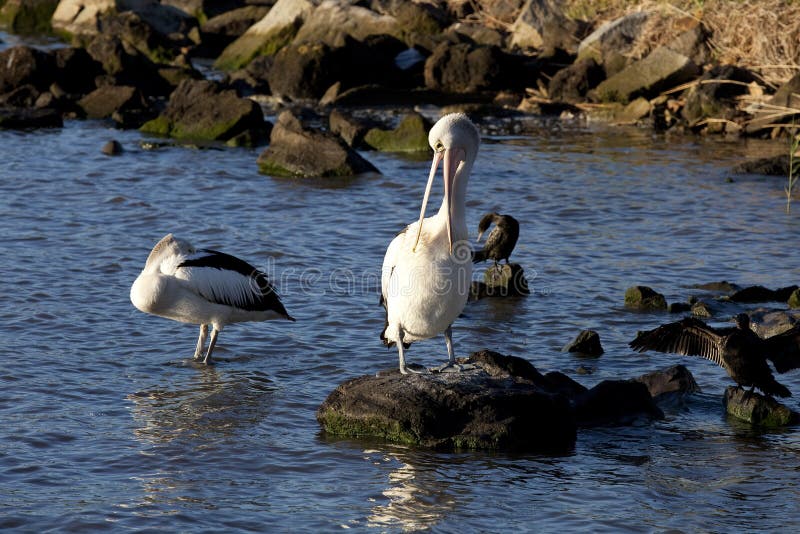 Pelican Preening stock photo. Image of pelican, pelecanidae - 35749846