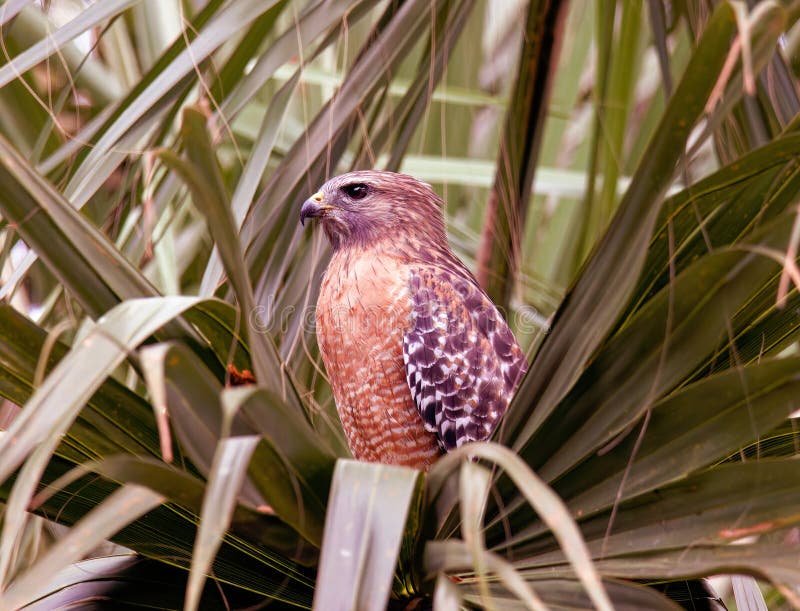 Red Shouldered Hawk Resting on a Palm Frond Stock Photo - Image of ...