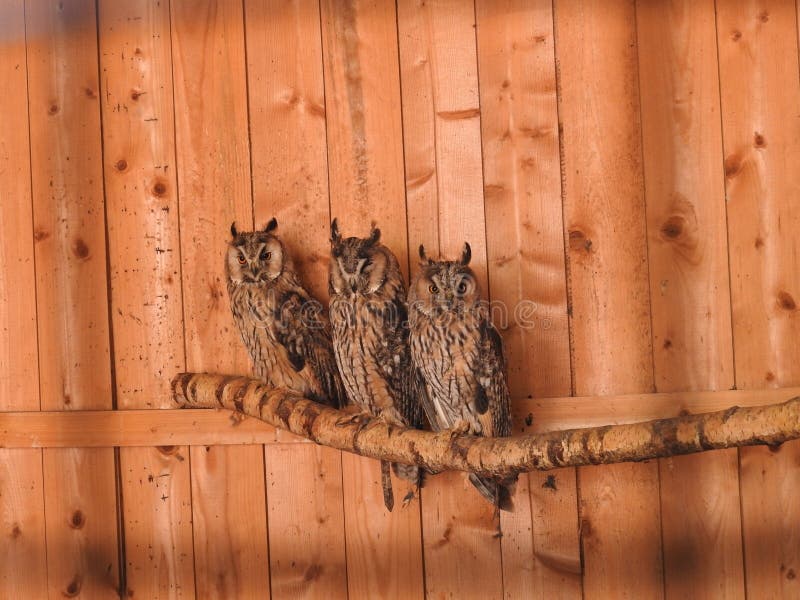 Owls in a cage stock photo. Image of pets, birds, animal - 146549614