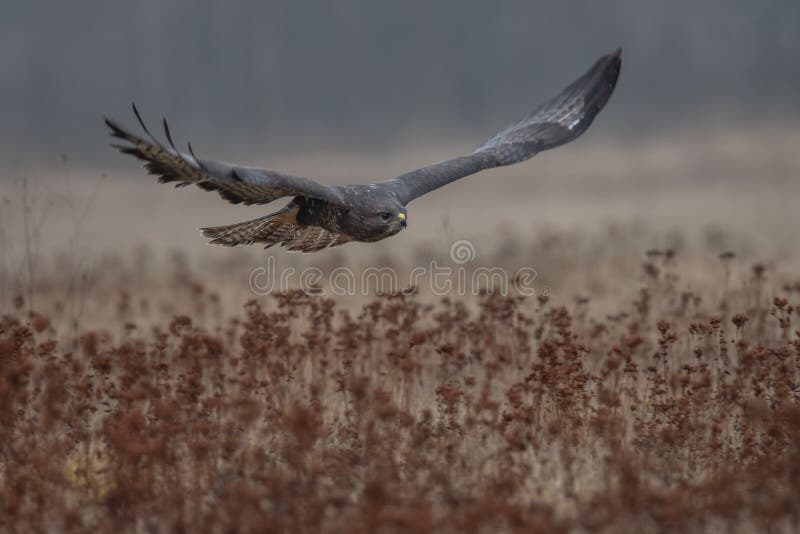 Birds of Prey - Common Buzzard Stock Image - Image of hawk, feather ...
