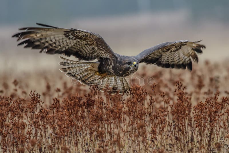 Birds of Prey - Common Buzzard Stock Image - Image of buzzard, prey ...