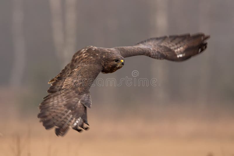 Birds of Prey - Common Buzzard Stock Image - Image of colors, blue ...
