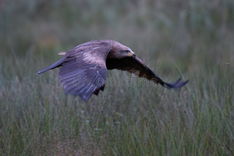 Birds of Prey - Common Buzzard Stock Photo - Image of meadow, beautiful ...
