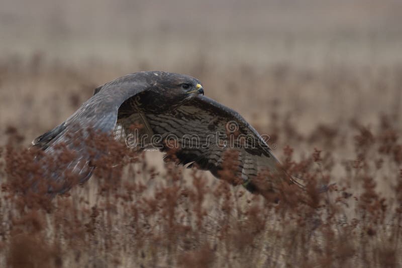 Birds of Prey - Common Buzzard Stock Photo - Image of feather, buzzard ...