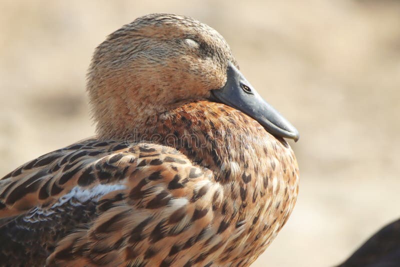 Birds of Prey Fly Over a Large Open Field Stock Image - Image of duck ...