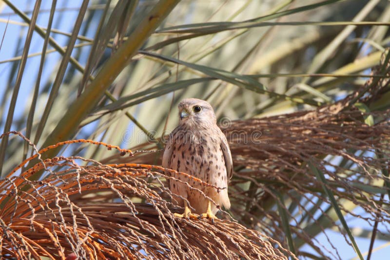 Birds of Prey Fly Over a Large Open Field Stock Image - Image of finch ...
