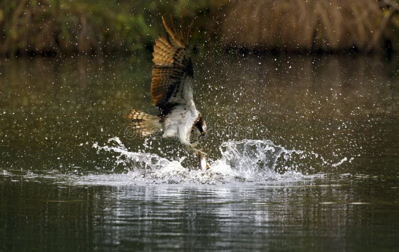 Birds of Prey - Osprey Fishing Stock Photo - Image of fish, bird: 20935500