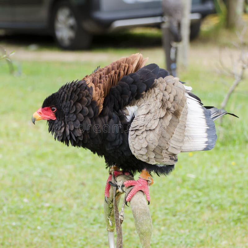 Birds of prey stock image. Image of rapacious, animal - 44408183