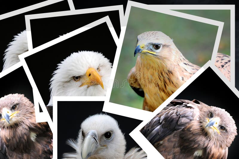 Birds of Prey Collage stock photo. Image of predators - 7545716