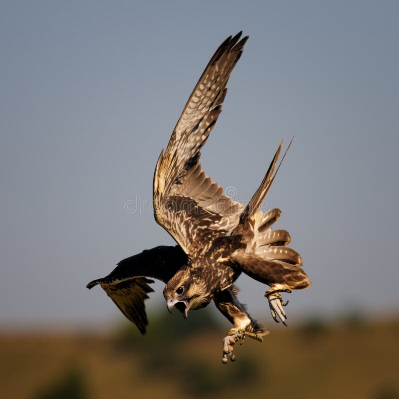 Saker Falcon Falco Cherrug Bird Of Prey In Flight Stock Image - Image ...