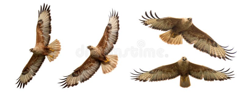 545 Long Legged Hawk Stock Photos - Free & Royalty-Free Stock Photos ...