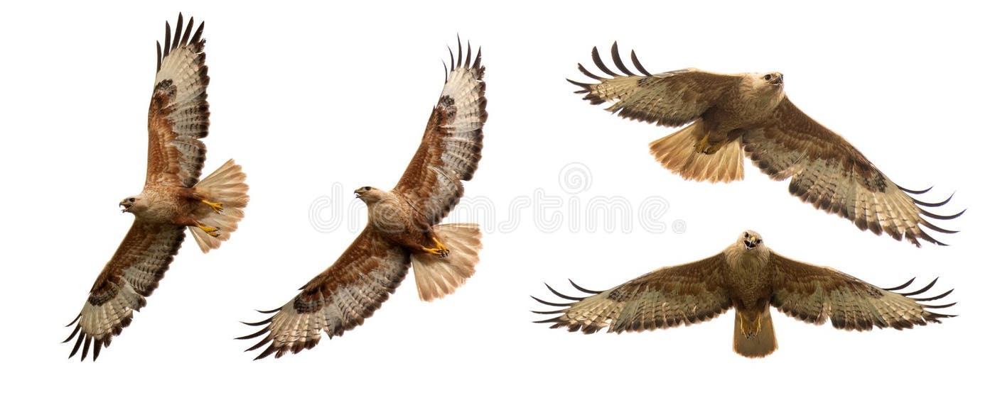 2,568 Buteo White Stock Photos - Free & Royalty-Free Stock Photos from ...