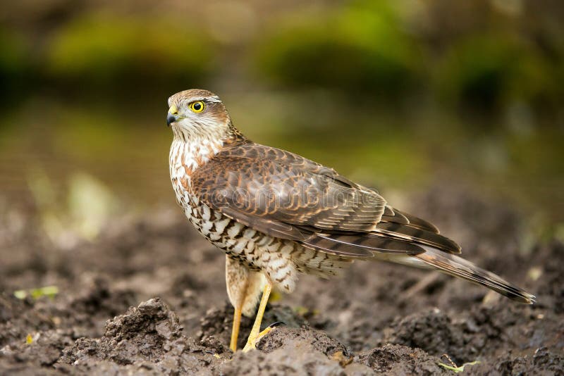 Birds of Prey - Sparrowhawk Accipiter Nisus Stock Photo - Image of hunting, winged: 104904592