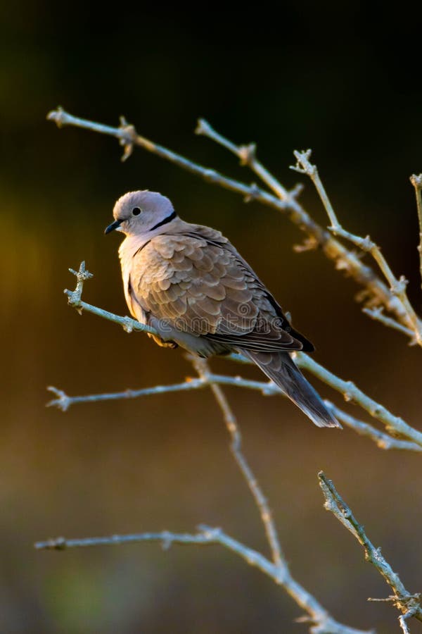 Forest Dove Sitting on the Branch and Wait for Its Stock Photo - Image ...