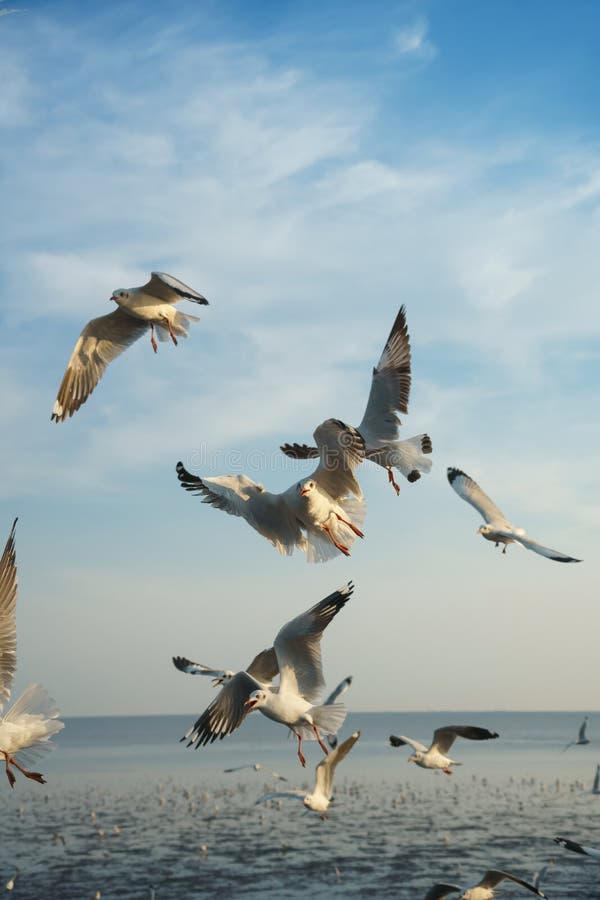 Birds racing to catch food stock photo. Image of freedom - 93134002