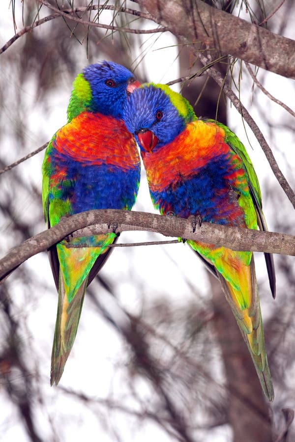 Birds, Rainbow lorikeets stock photo. Image of closeup - 20744354