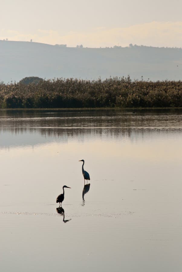 Birds reflection stock image. Image of nature, ahula, agamon - 7781283