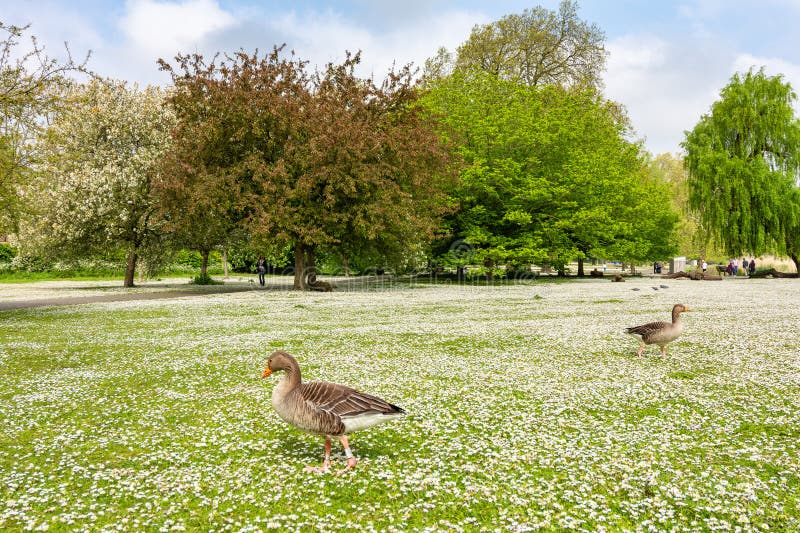 Birds in Regent S Park in Spring, London, UK Stock Photo - Image of ...