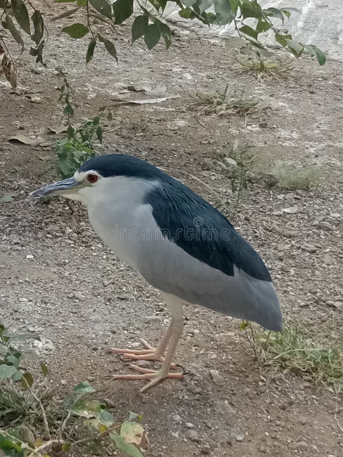 Birds Rest in Down the Tree Stock Image - Image of birds, swallowing ...