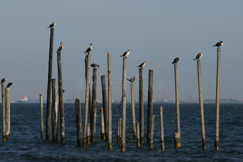 Birds Rest Place Picture. Image: 9334512