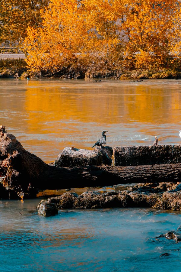 Birds Rest on the River in Rome Stock Photo - Image of little, beak ...