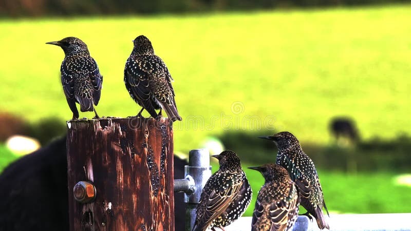 Birds Rest on Rustic Wood and Metal, Nature Backdrop Stock Video ...