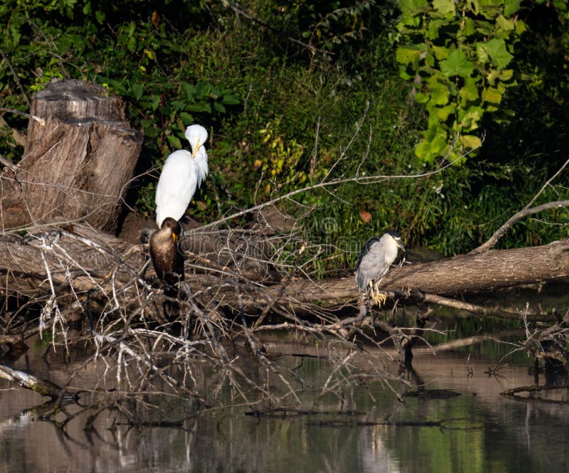 Birds Resting on a Fallen Tree in the Lake Stock Photo - Image of ...
