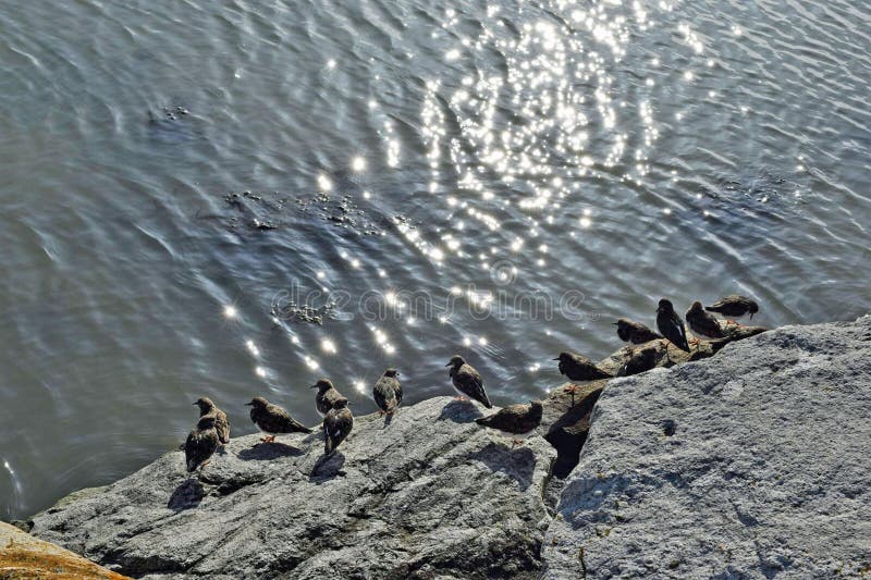 Birds resting on the rocks stock image. Image of winter - 269947969
