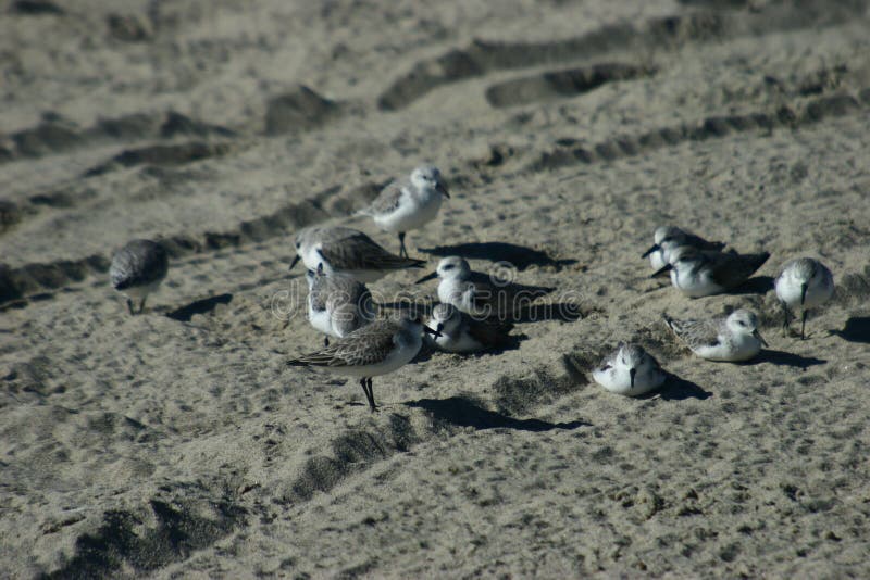 Birds resting stock image. Image of resting, birds, perched - 67750313